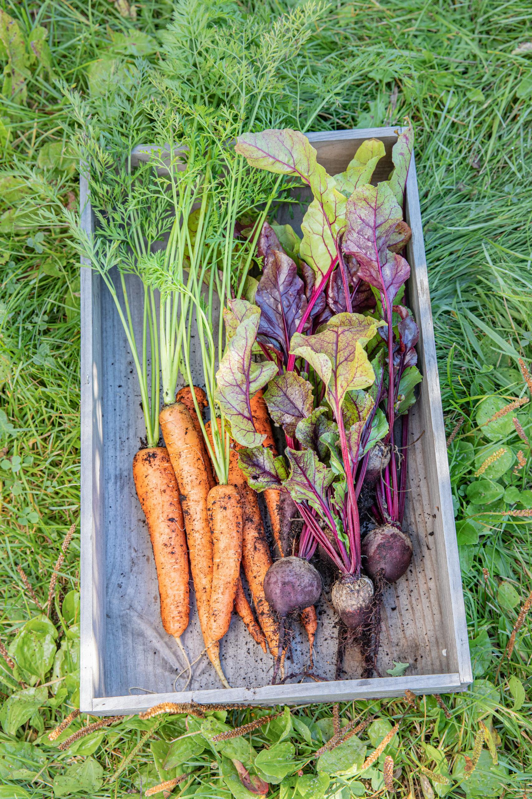 Kasvit ja viljely - TOP-tehtäväpankki